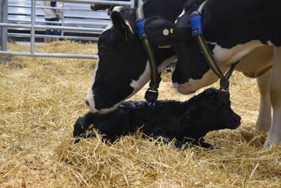 The Calving Corner at PA Farm Show births first calves; Here's how to ...