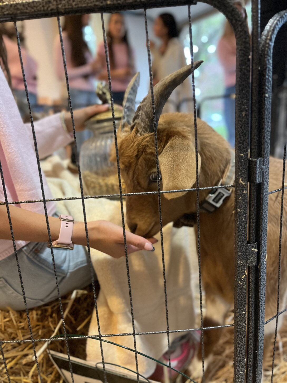 Frederick Family Farm Delivers Mobile Petting Zoo | Farm and Rural ...