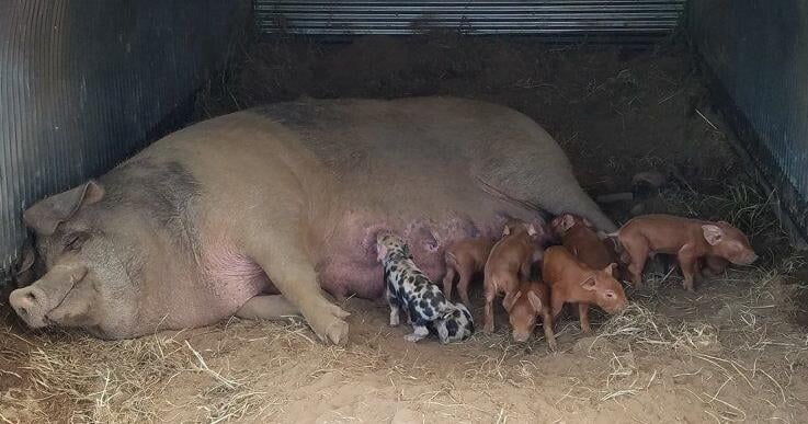 How Swine Nutrition Affects Sow Reproduction | Livestock News ...