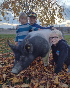 Goshorn Boys Are Ready to Show Pigs at Pennsylvania Farm Show | Farm ...