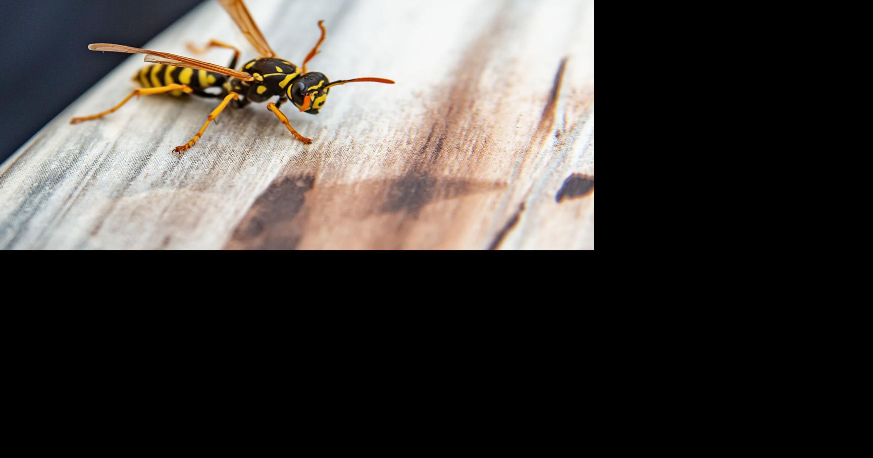 Let's Face It: Wasps Are the Worst | Farm and Rural Family Life ...