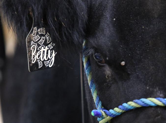 Scenes From the 2023 Keystone International Livestock Exposition ...