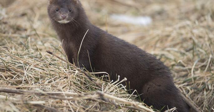 Hundreds of Mink Die After Being Freed From Pennsylvania Fur Farm ...