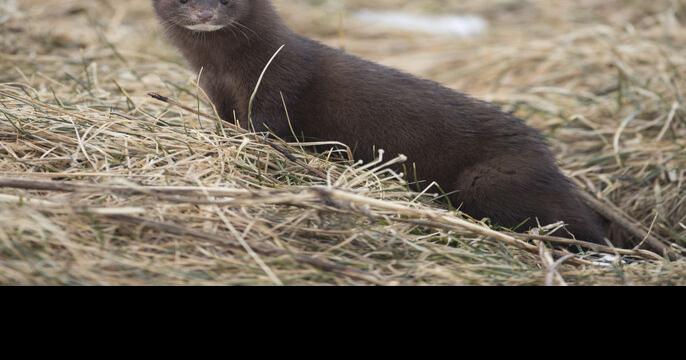 Hundreds of Mink Die After Being Freed From Pennsylvania Fur Farm ...