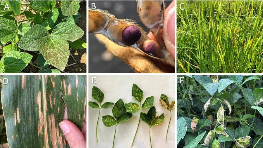 Understanding and Identifying Plant Diseases | Field Crop News ...