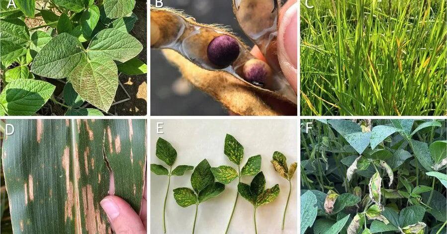 Understanding and Identifying Plant Diseases | Field Crop News ...