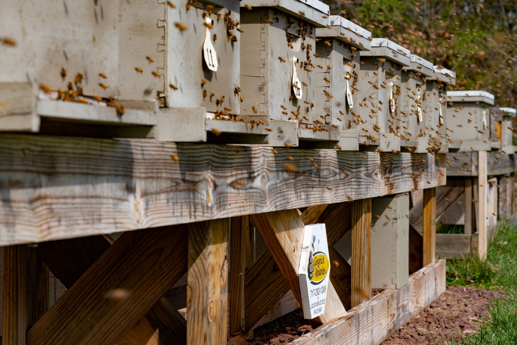 Understanding Local, State Laws on Beekeeping | Livestock News ...