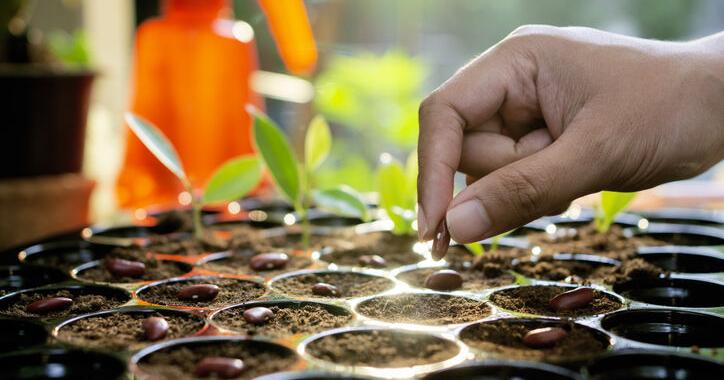 Everything You Need to Know About Getting Your Garden Seeds Started ...