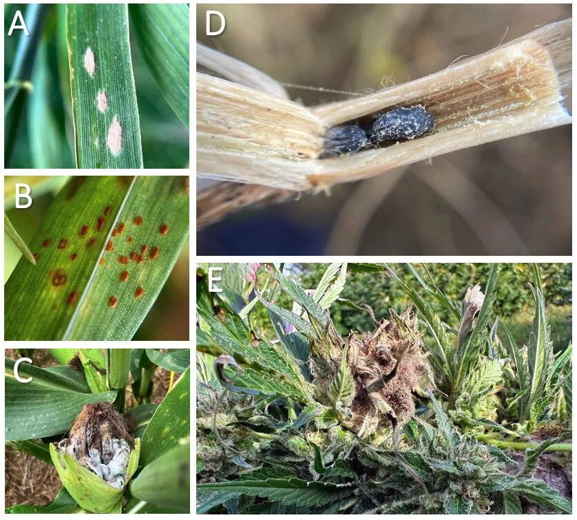Understanding and Identifying Plant Diseases | Field Crop News ...