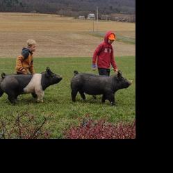 Goshorn Boys Are Ready to Show Pigs at Pennsylvania Farm Show | Farm ...