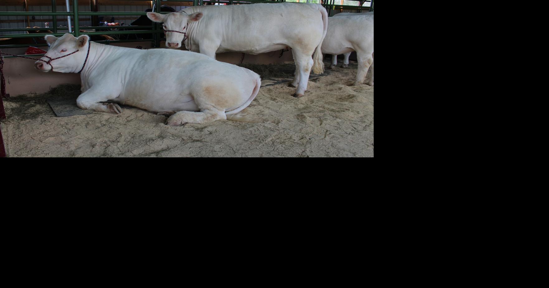 Cattle Company Uses Fairs to Show Off Genetics | Farm Shows, County ...