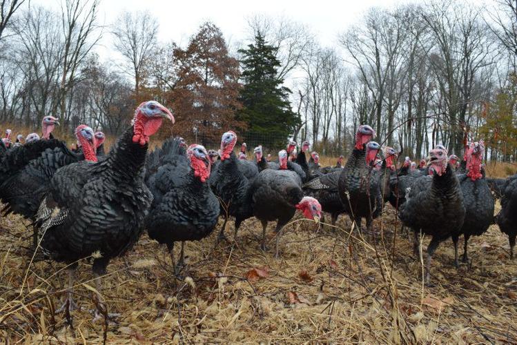 Pastured Turkeys’ Whole Life Cycle Handled In-House | Farming and ...