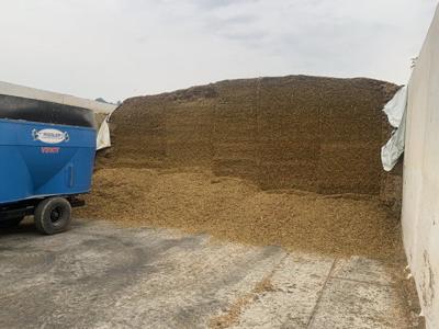 Analyze Your New Corn Silage for Fermentation Quality and Mycotoxins ...