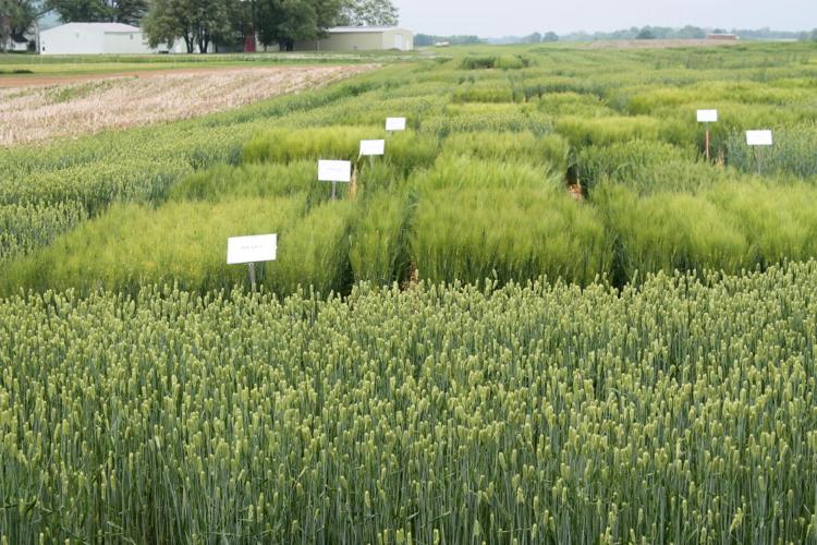 Small Grains Field Day Ponders Poultry, Pests | Farming and ...