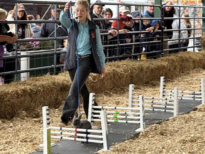 Competitive Rabbit Hopping: Where Adorable Meets Agility | Farm Shows ...