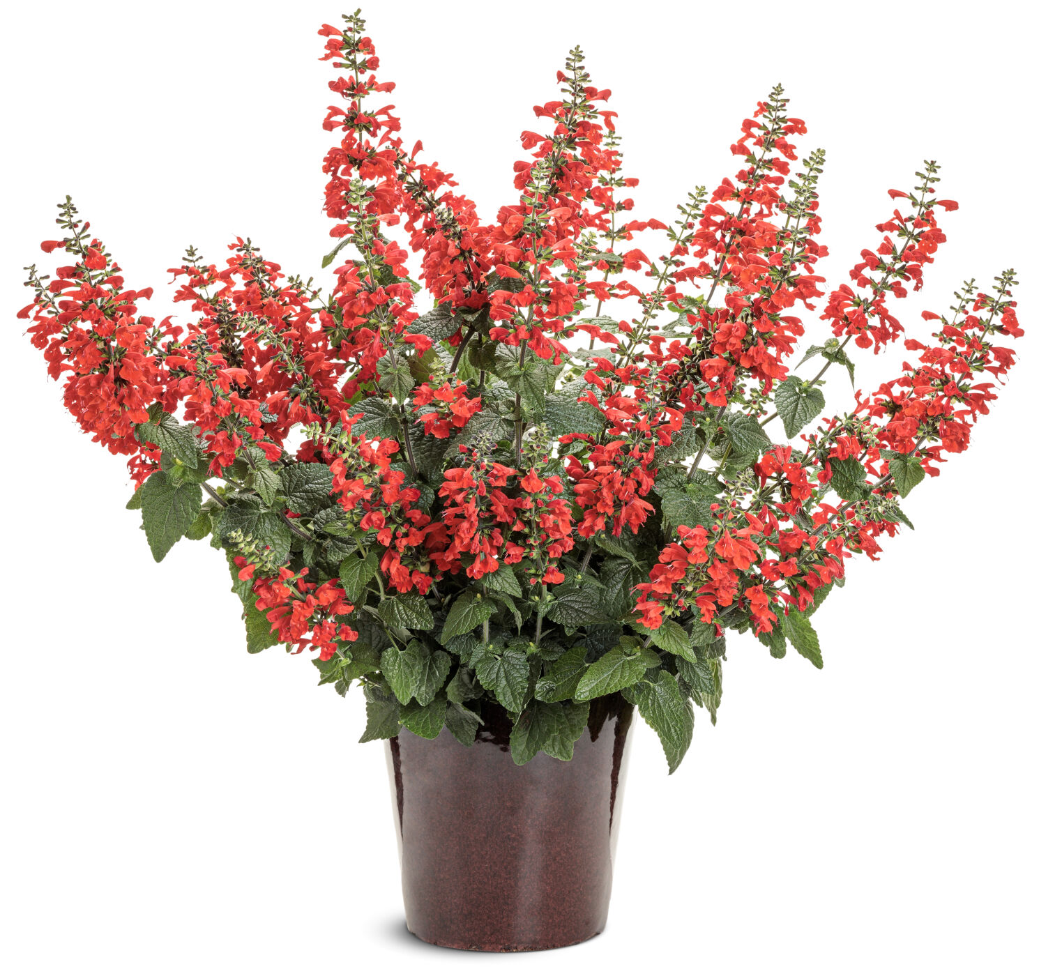 2025's New Annual and Perennial Garden Plant Varieties Are Here ...