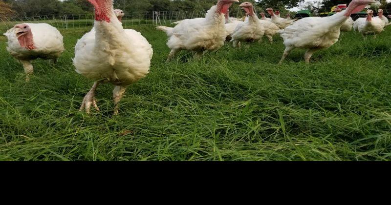 Let’s Talk Turkey: Two Farms and a Chef Discuss Farming & Raising ...