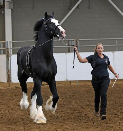 Scenes From the 2023 Keystone International Livestock Exposition ...