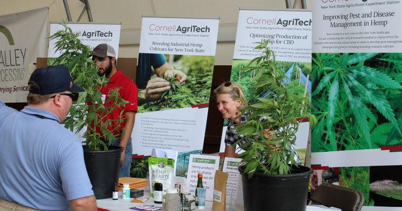 Hemp a Hot Commodity at NY's Empire Farm Days | Hemp Industry News ...