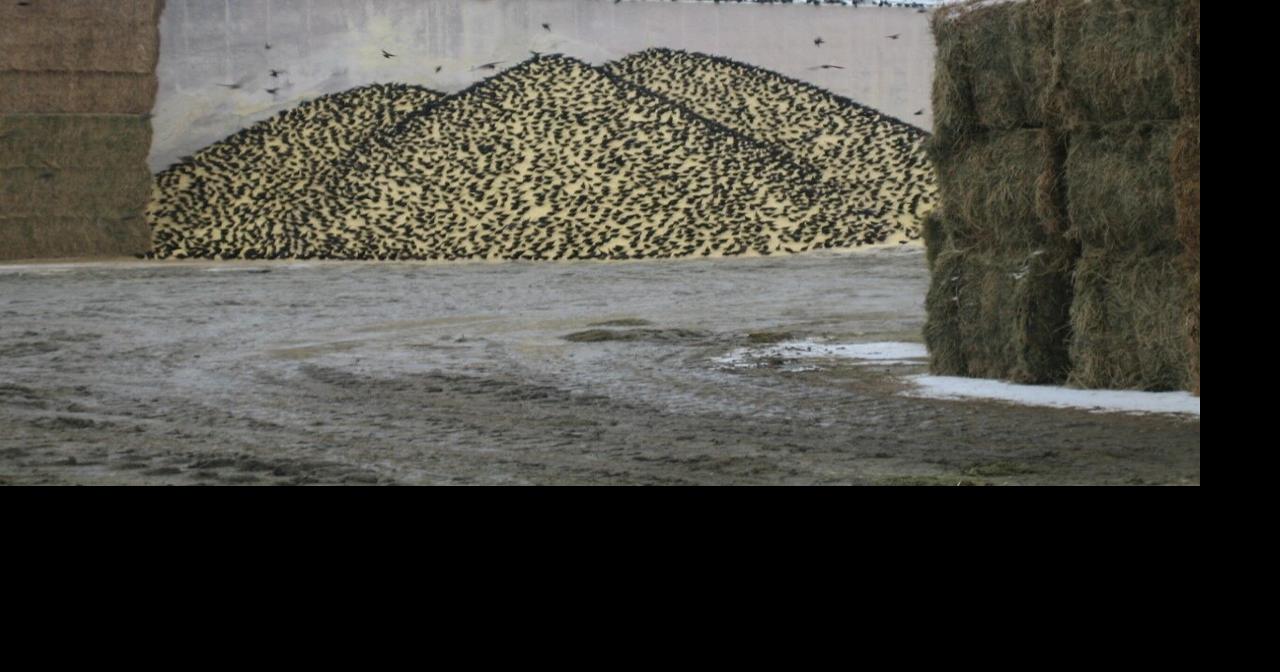 Starling Swarms Pose Severe Impacts for Pennsylvania Dairy Farmers ...