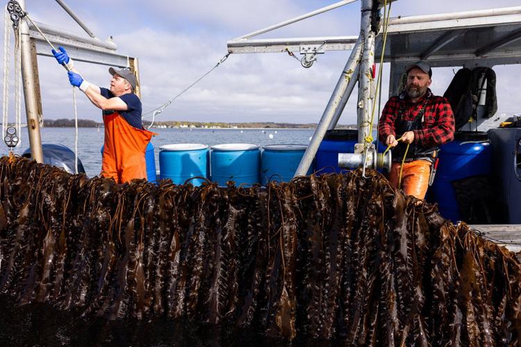 Biostimulant From Kelp Poised to Help Farmers Grow Crops | Farming and ...