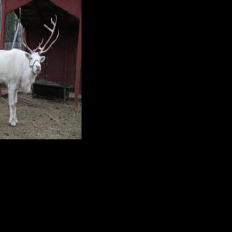 Holidays a Busy Time for Herd at Santa’s Hitching Post ...