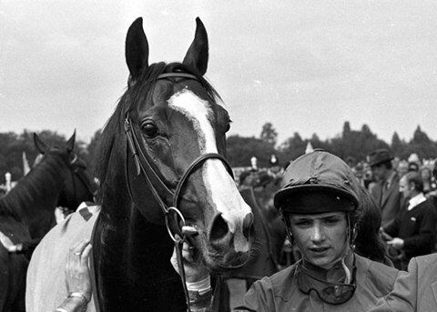 The Bizarre, Unsolved Kidnapping of Champion Racehorse Shergar | Horse ...