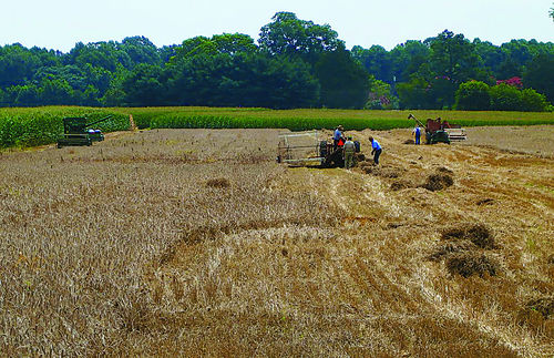 Northern Neck Farm Museum Holds Threshing Day | | lancasterfarming.com