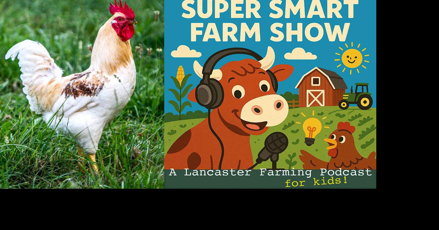 Why Do Roosters Crow? | Super Smart Farm Show | lancasterfarming.com