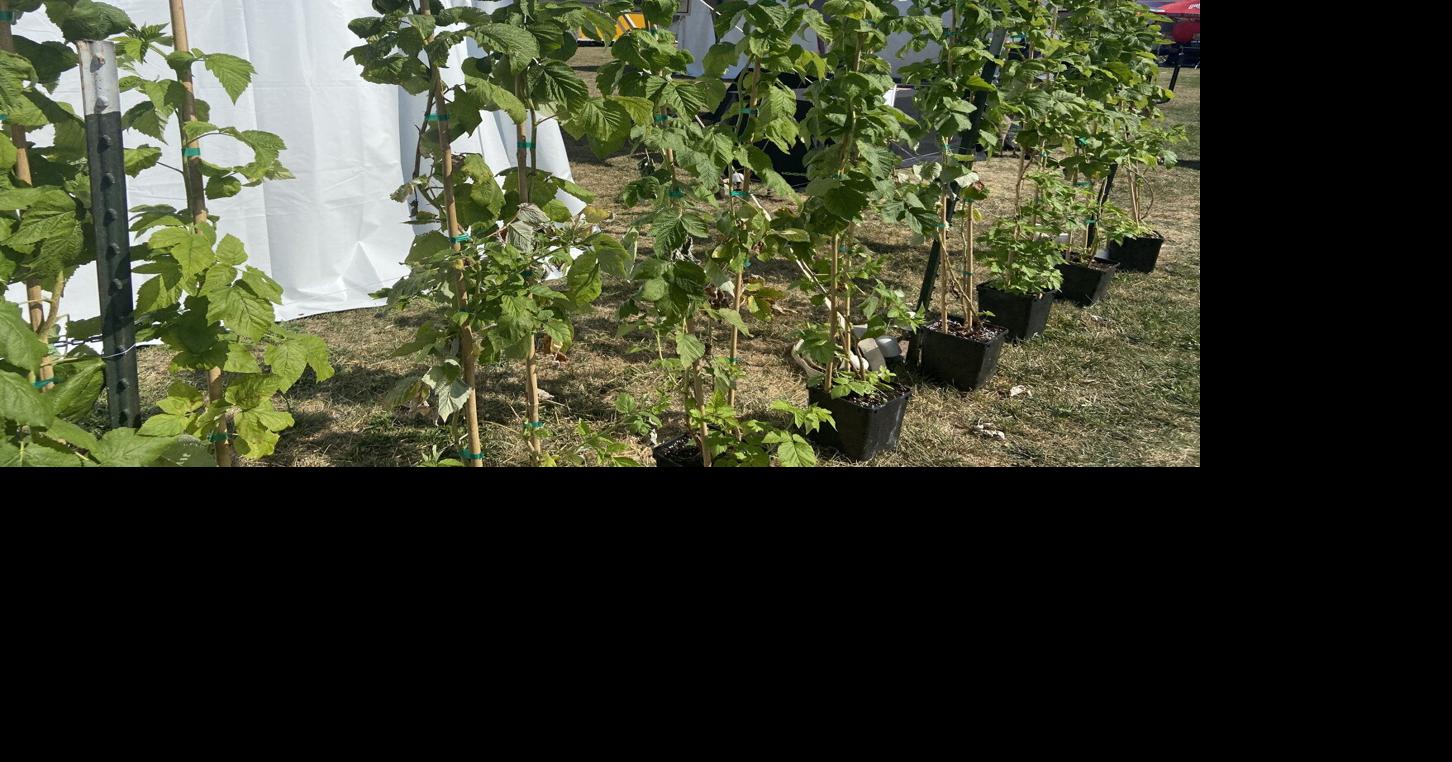 Long Cane Raspberry Production Shows Dramatic Yield Increase | Fruit ...