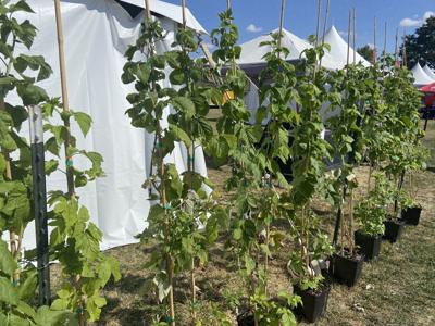 Long Cane Raspberry Production Shows Dramatic Yield Increase | Fruit ...