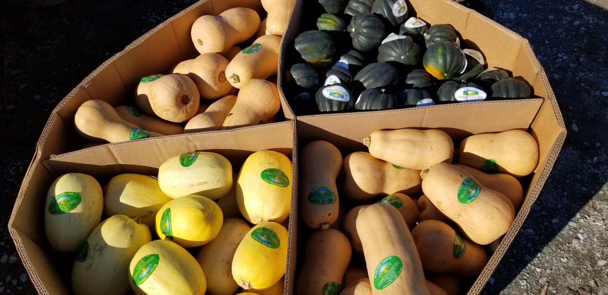 Advice From Farmers: How to Grow Summer and Winter Squash | Gardening ...