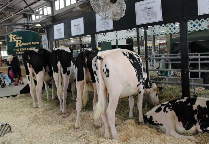 Kings-Ransom Hauls Home New York State Fair Ribbons ...