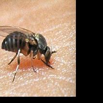 Maryland Takes on Pesky Black Flies | Outdoor Sports, Hunting and DIY ...