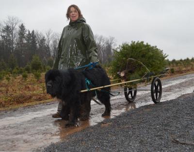 Shaggy Tree Pullers at Plow Farms | Farm and Rural Family Life ...