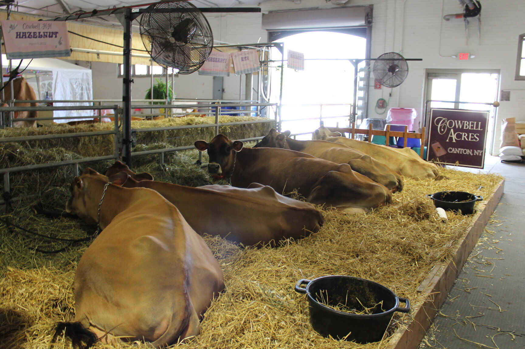 Next Generation Takes the Reins at Cowbell Acres Dairy Farm's Jersey ...