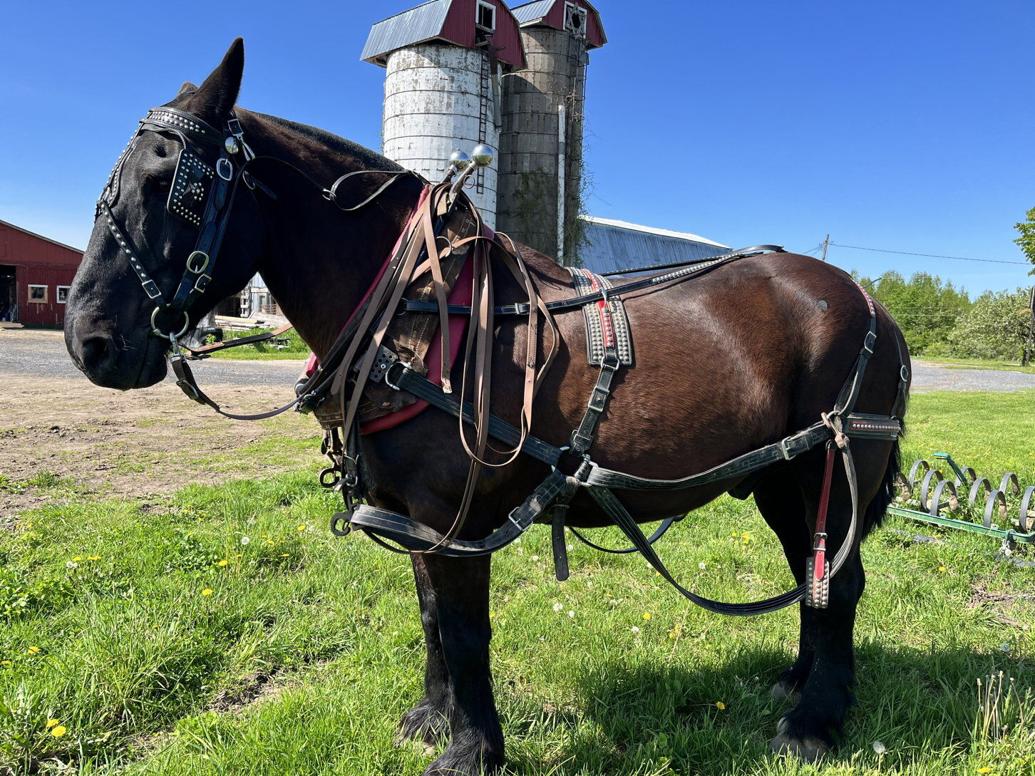 YouTube Channel Chronicles NY Farm Using Draft Horses | Horse News and ...