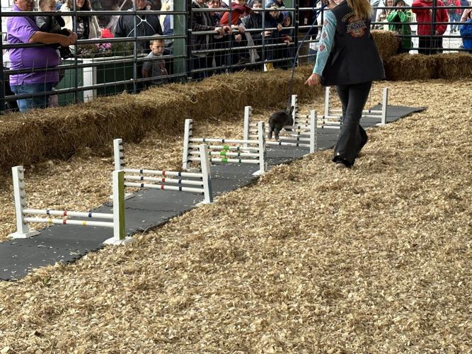 Competitive Rabbit Hopping: Where Adorable Meets Agility | Farm Shows ...
