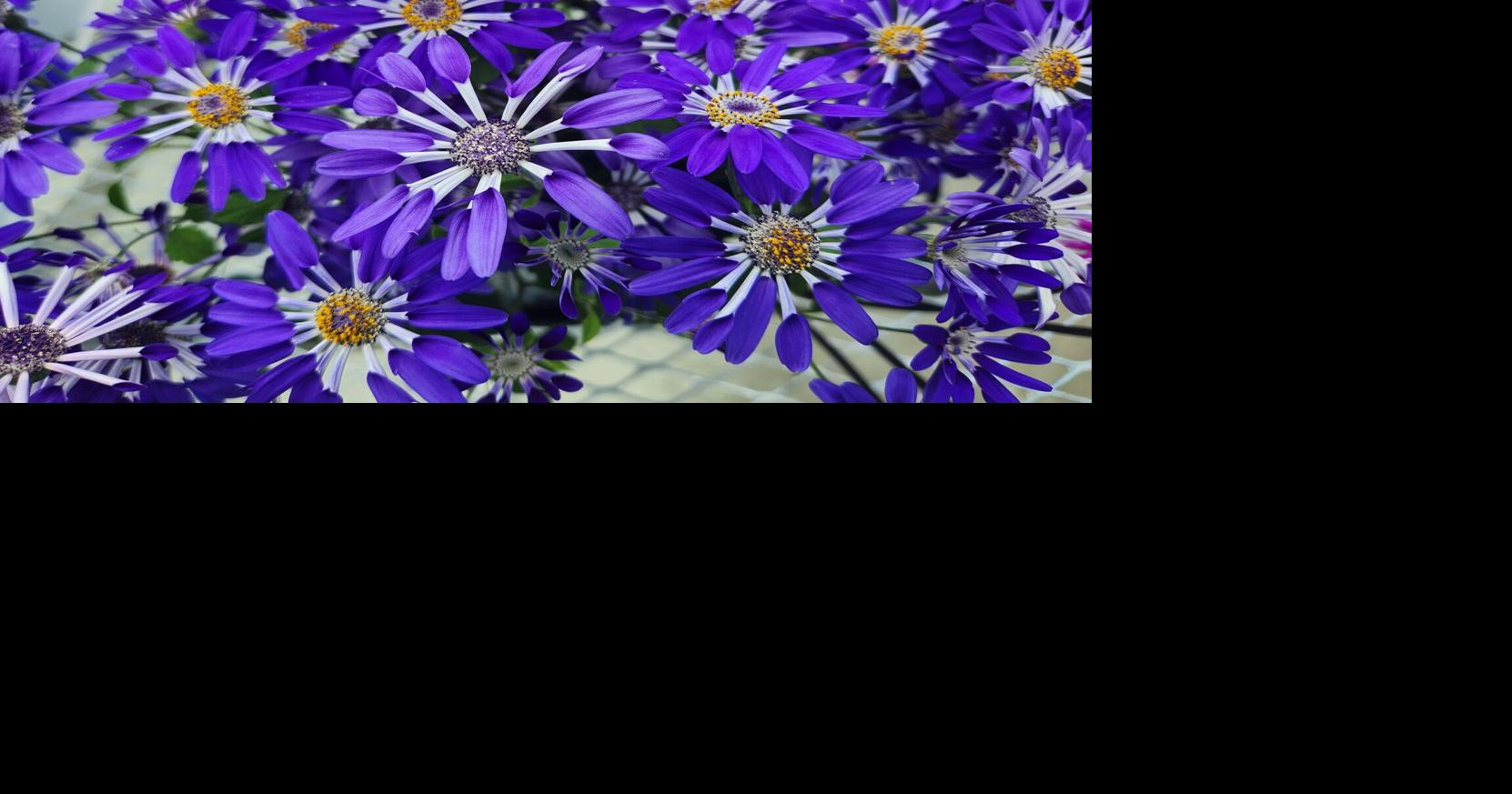 2025's New Annual and Perennial Garden Plant Varieties Are Here ...
