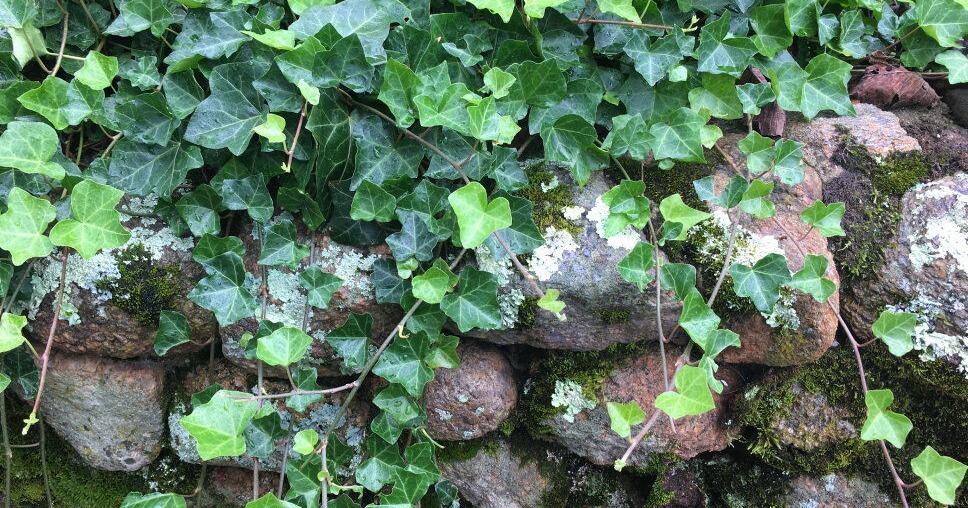 Is English Ivy a Good or Bad Plant? Depends Who You Ask [Opinion ...
