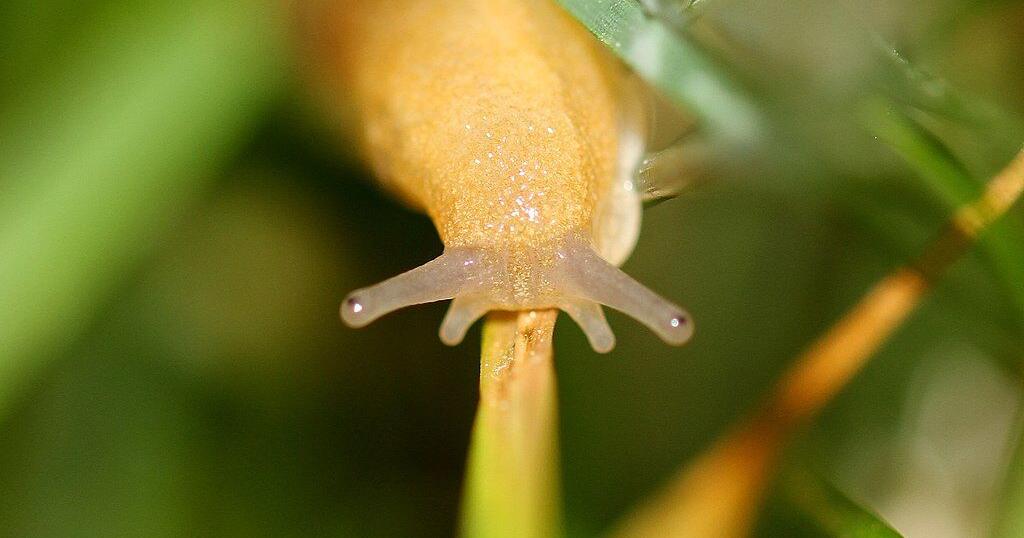 The Dos and Don’ts of Slug Control in Your Garden | Gardening Tips and ...