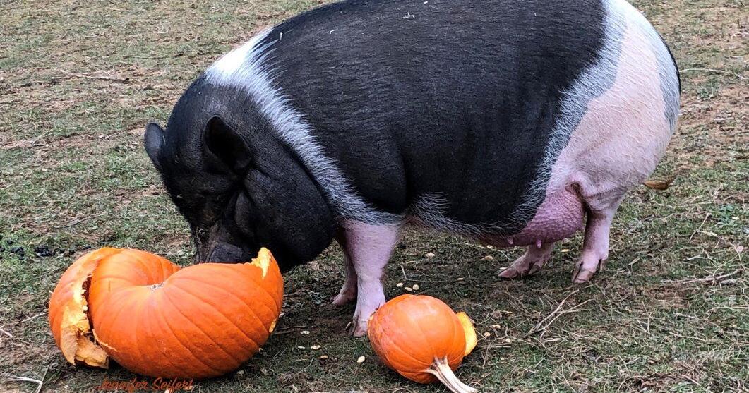 Pumpkins for Pigs Organization Finds Second Use for Decorative Pumpkins ...