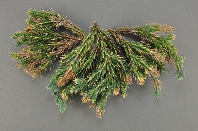 Plant Expert Offers Disease Diagnosing Tips | Gardening Tips and How-To ...