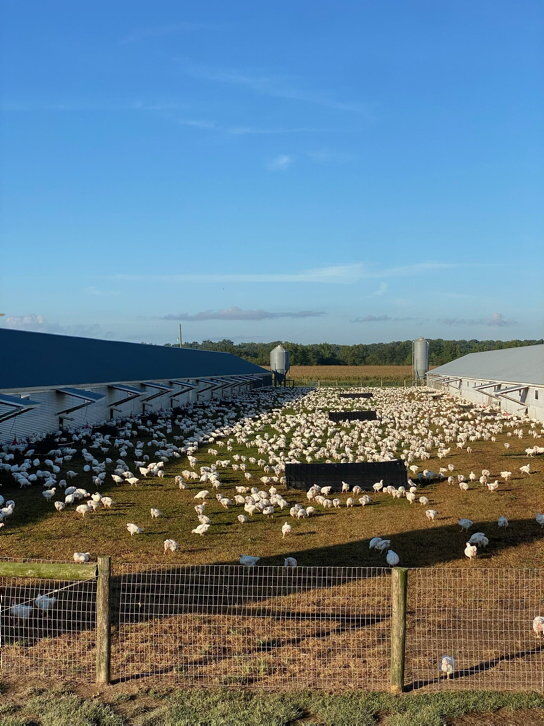 Delaware Organic Chicken Farmer Shares Circuitous Path to Poultry ...