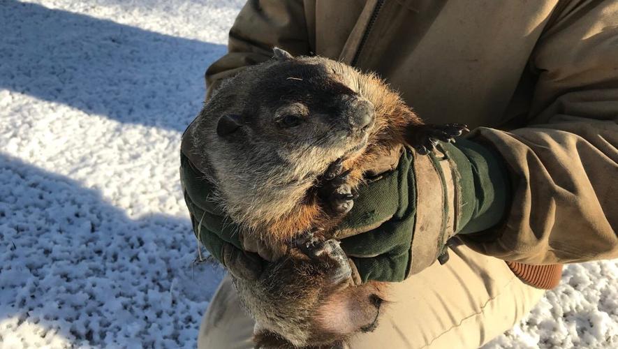 Move Over Punxsutawney Phil: Meet 11 More Weather-Predicting Groundhogs ...