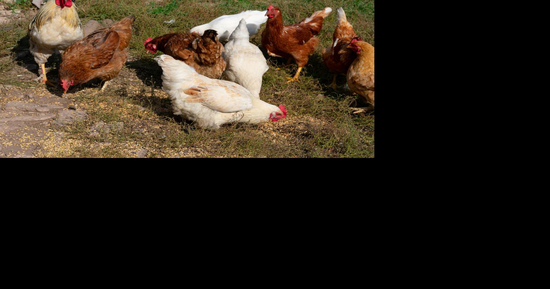 7 Things to Know Before Starting a Backyard Chicken Flock | Poultry ...
