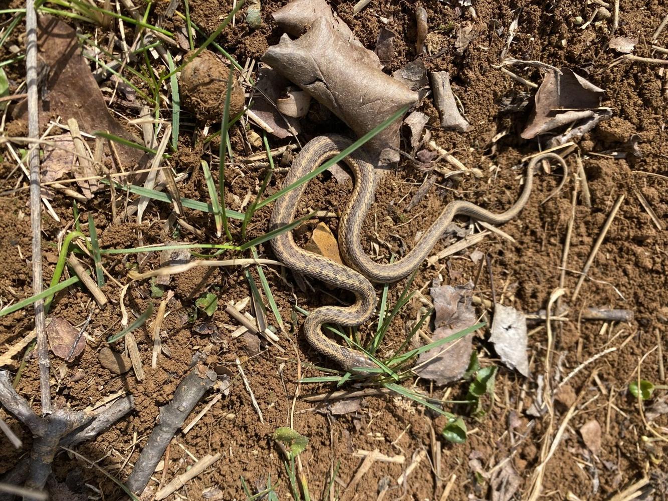 What to Do When You Find a Snake in Your Yard [Opinion] | Farm and ...