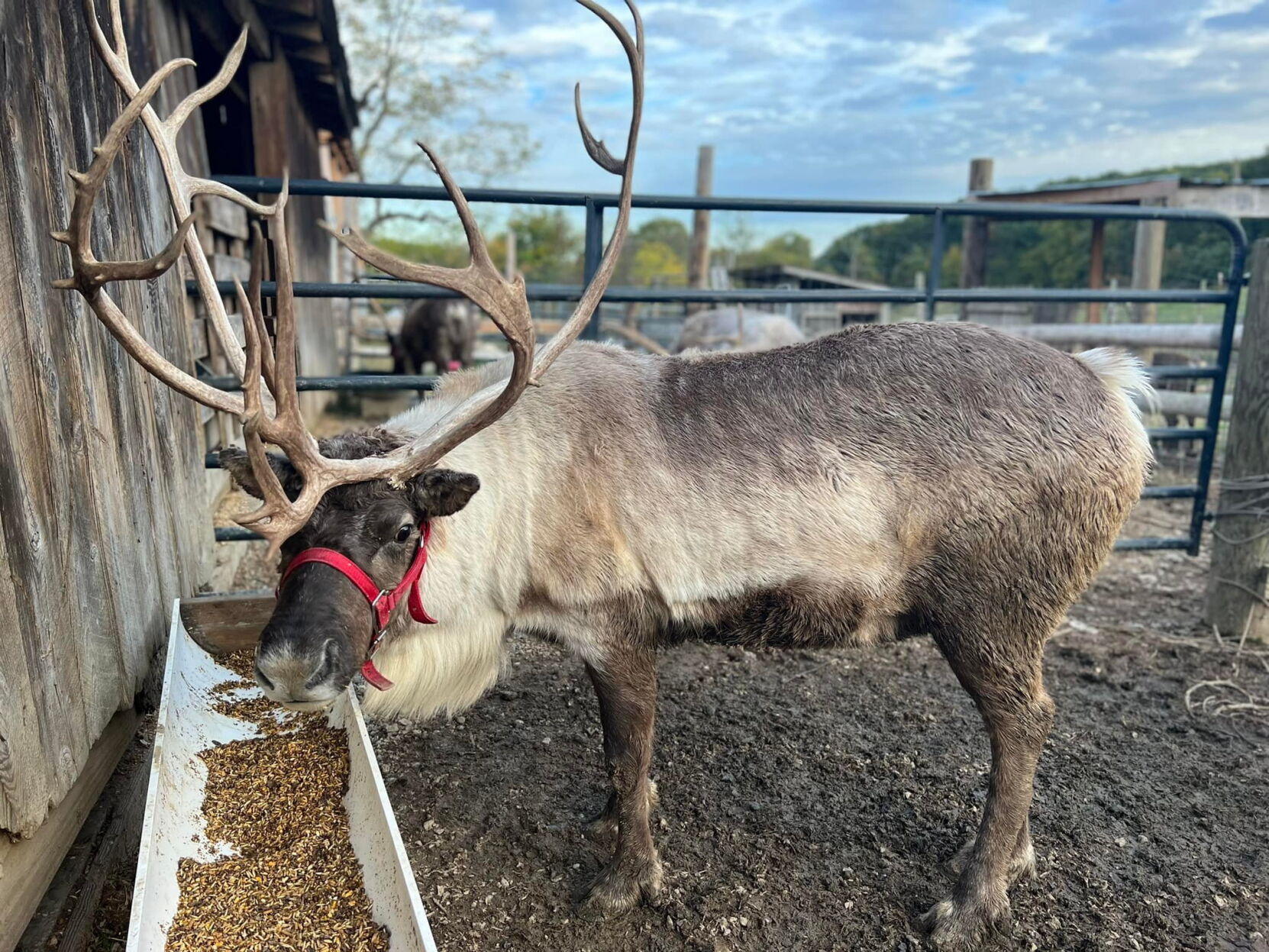 Rudolph’s Nose Can Give Off Light (and Other Facts You May Not Know ...