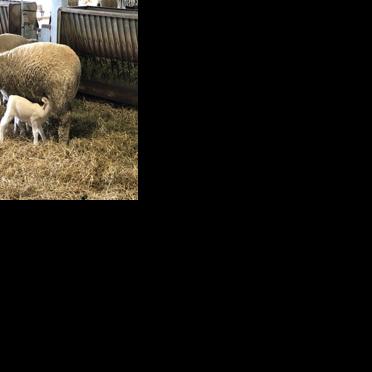 Forage Testing for Livestock: Challenges of Copper Nutrition ...