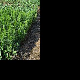 Herbicide Trials Seek Marestail Control | Farming and Agricultural News ...